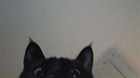 Vlog 고양이 브이로그 🐈‍⬛ 맨날 골골송 부르는 고양이 🎵 Youtube