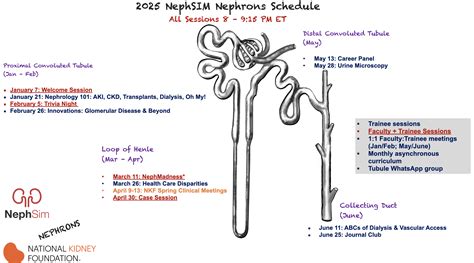 Nephsim Nephrons