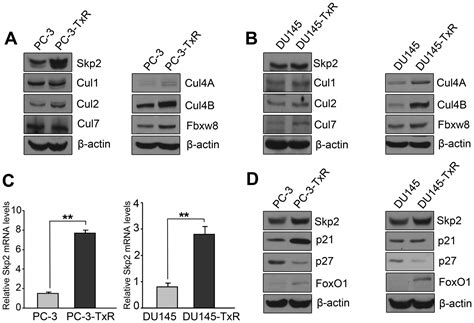 Skp2 Is Associated With Paclitaxel Resistance In Prostate Cancer Cells