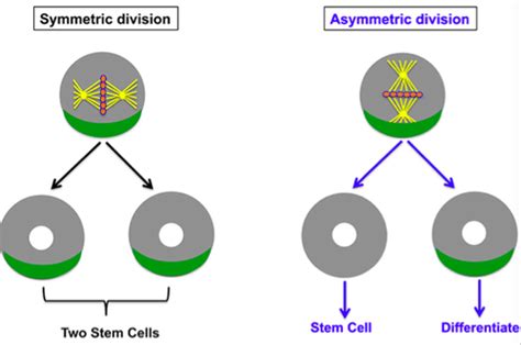 Lecture 21 Asymmetric Cell Division Flashcards Quizlet