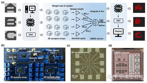 用于字符识别的2d突触和 Cmos 神经元的混合神经形态硬 知乎