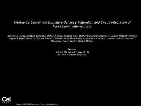 Pentraxins Coordinate Excitatory Synapse Maturation And Circuit