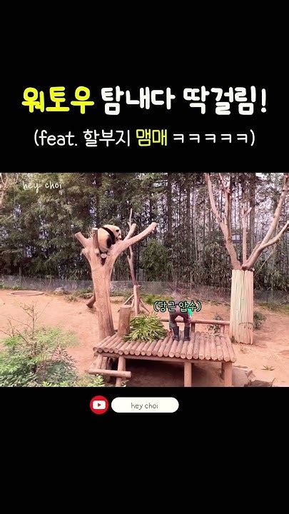 나무 위로 줄행랑치는 역대급 귀요미 푸발장👶🏻 Feat 나라잃은표정으로 마무리 Shorts Youtube