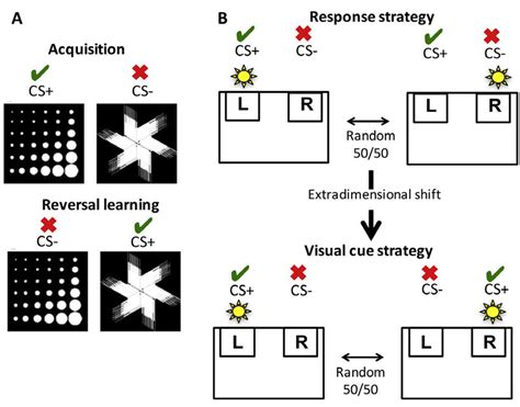 Behavioral Tasks Commonly Used To Measure Cognitive Flexibility A Download Scientific