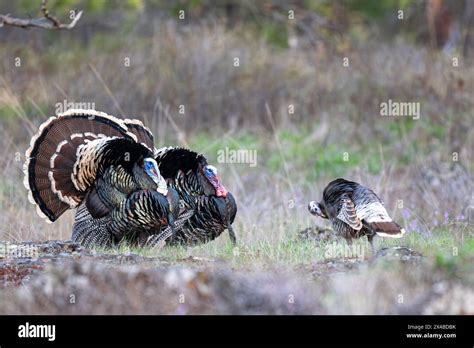 Male Wild Turkeys Meleagris Gallopavo Displaying Their Plumage Stock