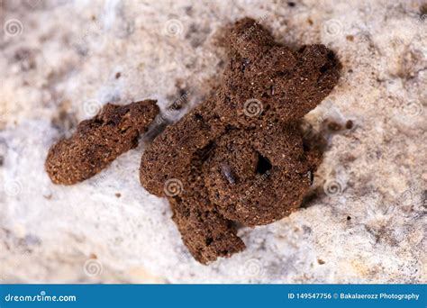 Cacato Su Macro Di Arti Del Fondo Della Roccia Nei Prodotti 50 6