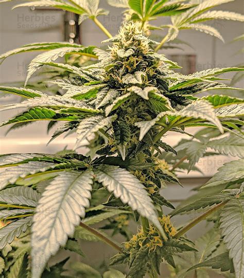 Buy 24k Gold Kosher Tangie Feminized Seeds By Dna Genetics Herbies