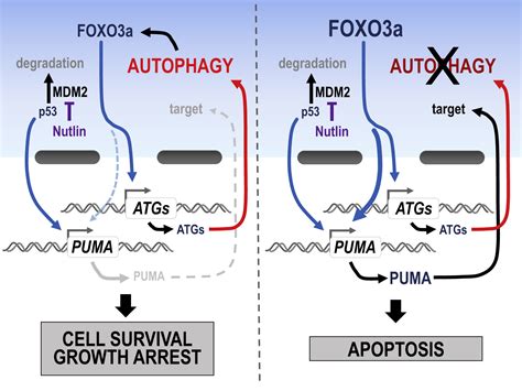 FOXO3a Provides A Quickstep From Autophagy Inhibition To Apoptosis In