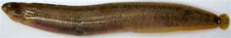 タケギンポ 2010 08 09 WEB魚図鑑
