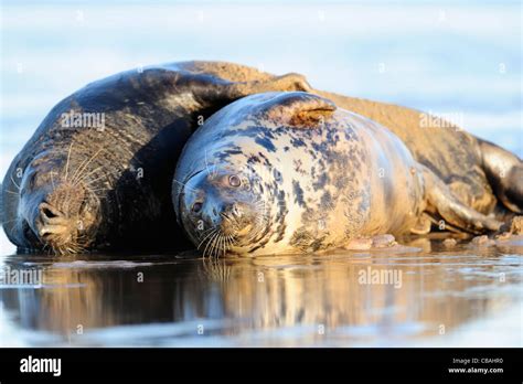 Gray Seals In The Act Of Mating Stock Photo Alamy