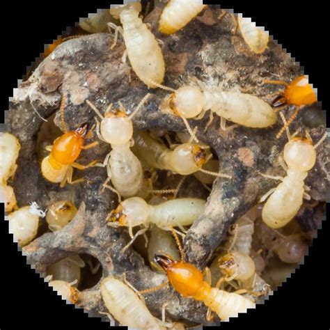 Termite Control Service Brisbane Best Termite Treatment
