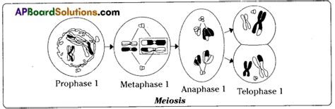 Ts 10th Class Biology Important Questions 6th Lesson Reproduction Ap
