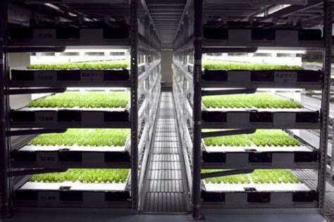 農民將被取代 首個機器人農場日產3萬顆生菜 每日頭條
