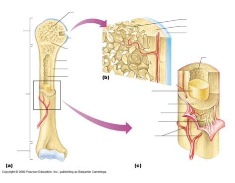 Chapter 8 Lab Skeletal System Diagram Quizlet
