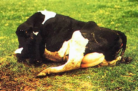 Increase In Sub Clinical Milk Fever This Spring 02 March 2016 Premium