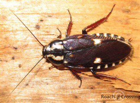 Lyrate Assassin Mimic Roach Crossing