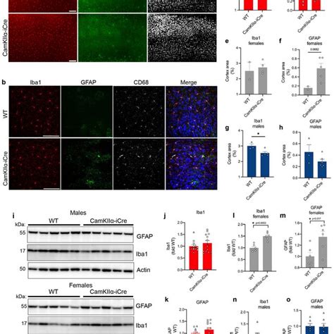 Increased Expression Of Iba1 And Gfap In The Cortex Of Female