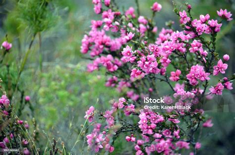 호주 원주민 로즈 Boronia 산 가족 Rutaceae 로얄 국립 공원 시드니 Nsw 호주의 깊은 핑크 꽃 봄 꽃 텍스트에 대 한 공간을 복사 합니다 야생화에 대한 스톡