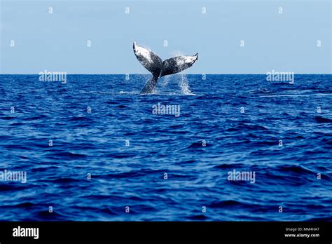 Humpback whale tail slapping hi-res stock photography and images - Alamy
