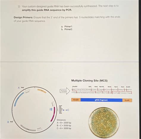 Solved Your Custom Designed Guide Rna Has Been Successfully