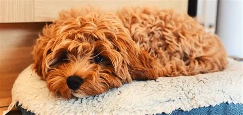 Why Does My Cavapoo Look Sad Signs Causes And How To Help Canines