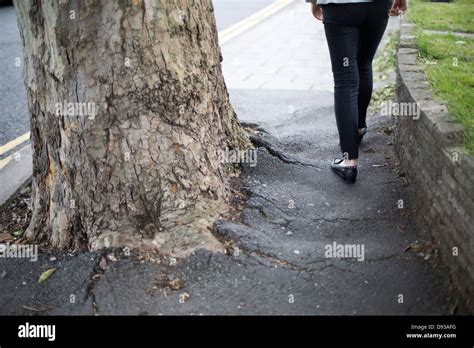 Tree Roots Damage Pavement Hi Res Stock Photography And Images Alamy