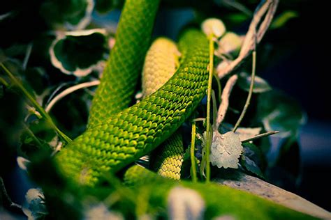 Green Tree Python Background Images Hd Pictures And Wallpaper For Free Download Pngtree