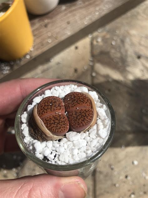 Love The Deep Rust Color Scrolller