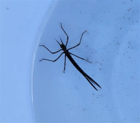 물잠자리유충