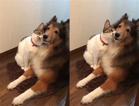 B 飼い主より先住犬に懐いている猫ちゃんがイチャイチャ！ 目の前でひたすらじゃれる動画に心がとけそう ねとらぼ