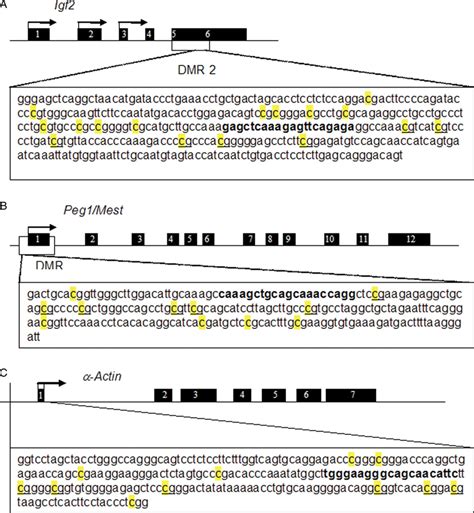 Schematic Representation Of The Studied Genesa The Mouse Igf2