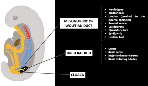 Embryology Of The Male Urogenital System Representation Of The