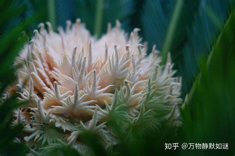苏铁 知乎