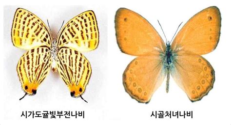 나비학자 석주명 저서 등 희귀 문헌 54권 전자책으로 본다 네이버 블로그