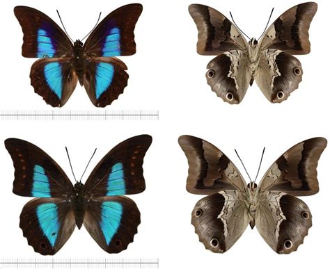 Prepona Silvana Sp Nov Arriba Holotipo ♂ Y Abajo Paratipo ♀