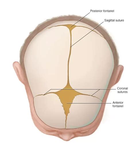 Self Repair Of Bones New Breakthrough In Cranial Regeneration