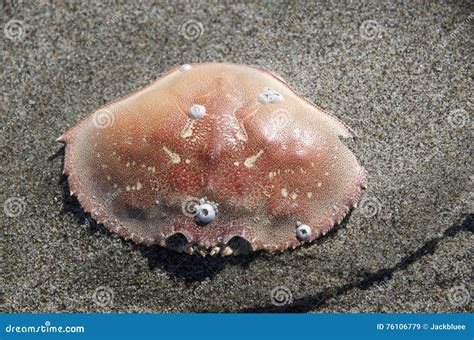 Crab Shell Or Exoskeleton On Tidal Beach Sand Royalty Free Stock Image Crab Shell Or Exoskeleton On Tidal Beach Sand Royalty Free Stock Image