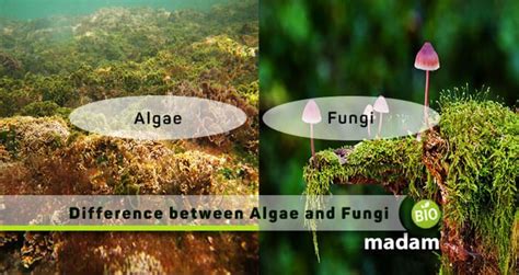 Algae And Fungi