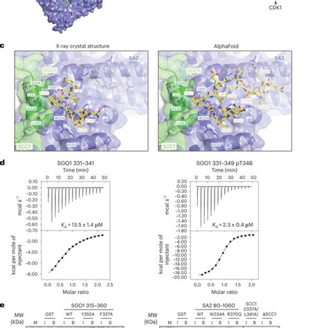 Structure Of The Sa2scc1sgo1 Complex A Structure Of The