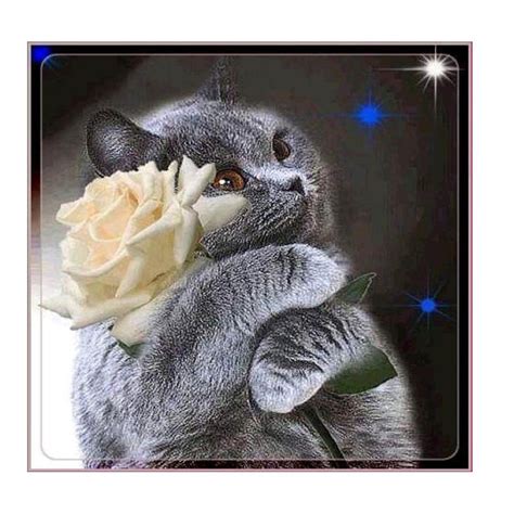 Canvas Cat Pattern Plastic Patterns Gallery