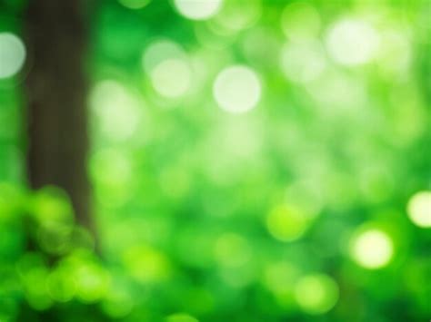 Premium Photo Blur Forest Green Bokeh Background
