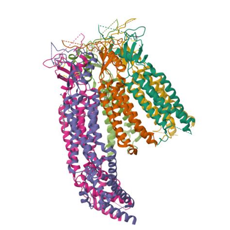 Rcsb Pdb 8dsa Lrrc8ac In Msp1e3d1 Nanodisc