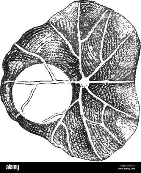 Leaf Starch Test Black And White Stock Photos Images Alamy