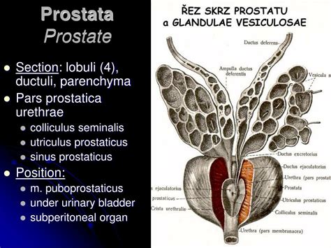 Ppt Male Genital System Systema Genitalium Masculinum Morphology