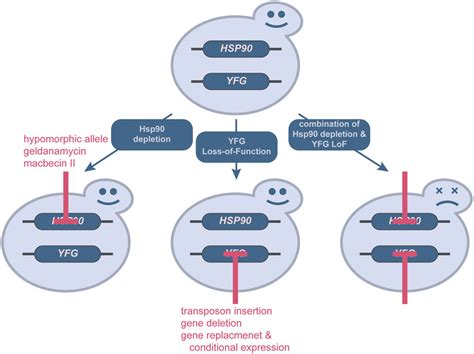 Synthetic Lethality Identifies Genes Acting In The Same Pathway Or