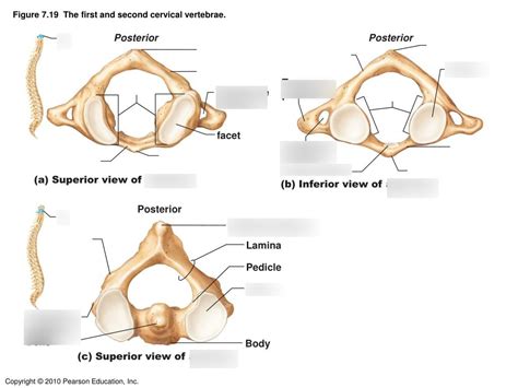 First And Second Cervical Vertebrae Diagram Quizlet