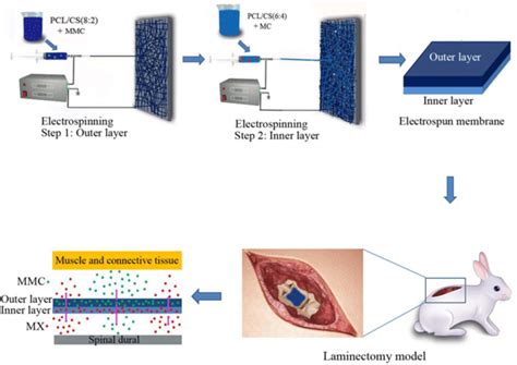 Schematic Illustration Of Preparing Pcl‐cs Membrane And The Use Of Download Scientific Diagram