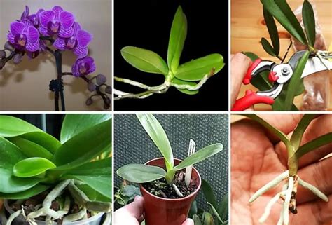 How To Propagate Orchids A Step By Step Guide To Growing More Blooms