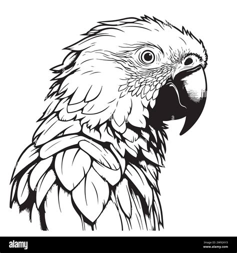Flying Parrot Clipart Black And White