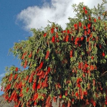 Bottlebrush Tree Seeds Seedtopia